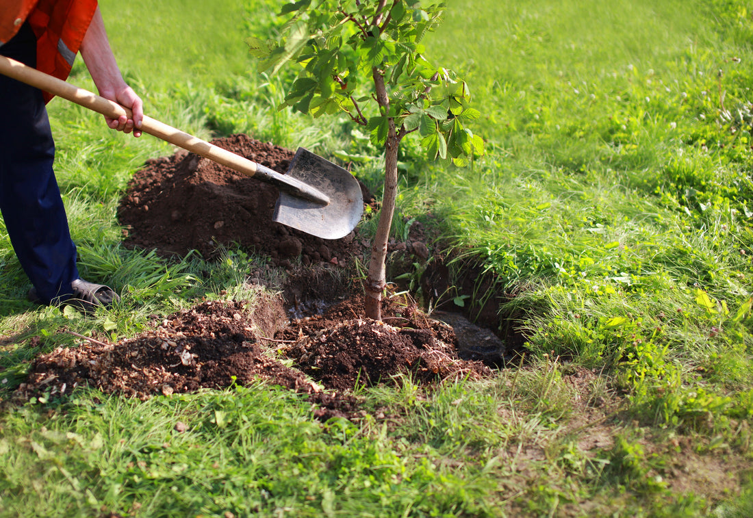 How To Plant A Tree | Amenity Choice