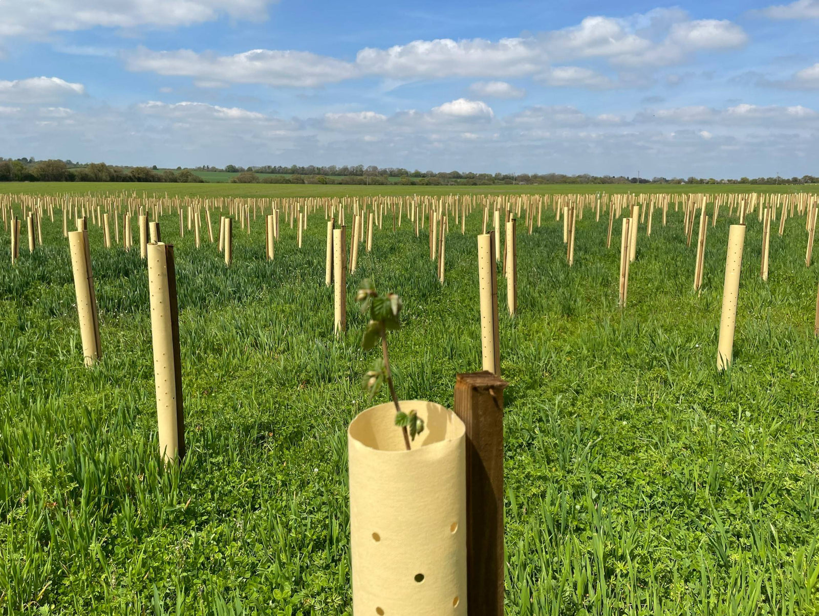 Tree Hugger™ Biodegradable Shelters And Guards | Amenity Choice
