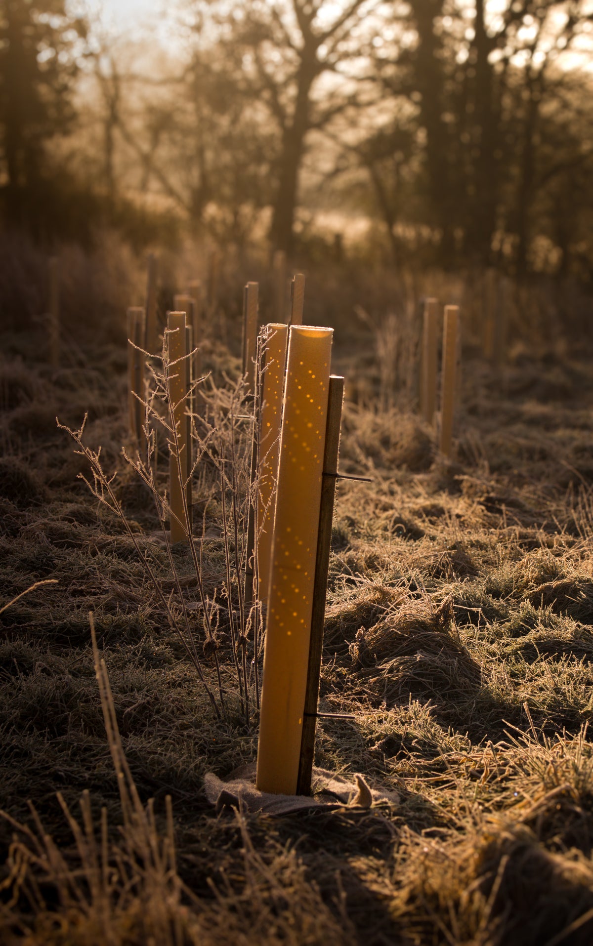 Tree Hugger™ Biodegradable Shelters And Guards | Amenity Choice