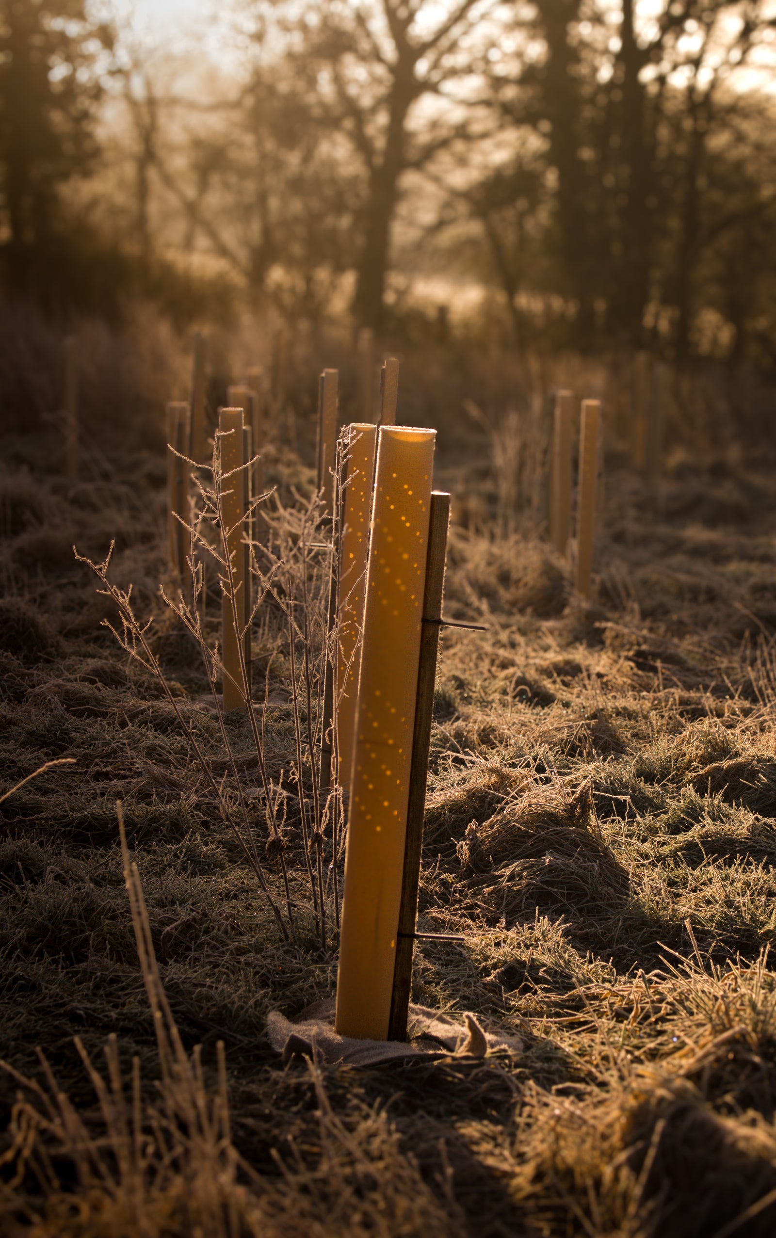Tree Hugger™ Biodegradable Shelters And Guards | Amenity Choice