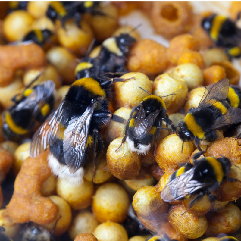 Beepol Live Bumblebee Colony | Amenity Choice